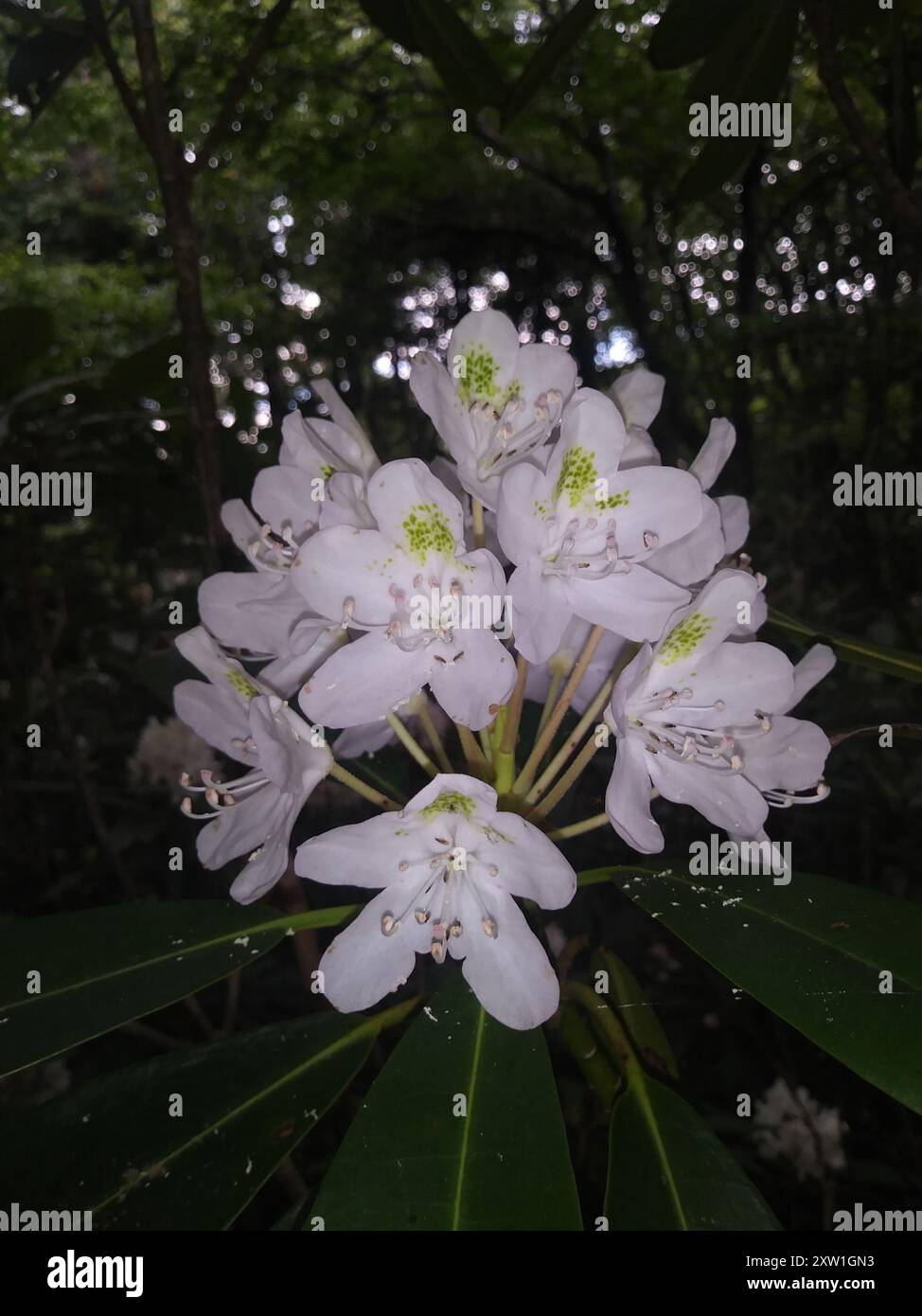 great rhododendron (Rhododendron maximum) Plantae Stock Photo - Alamy