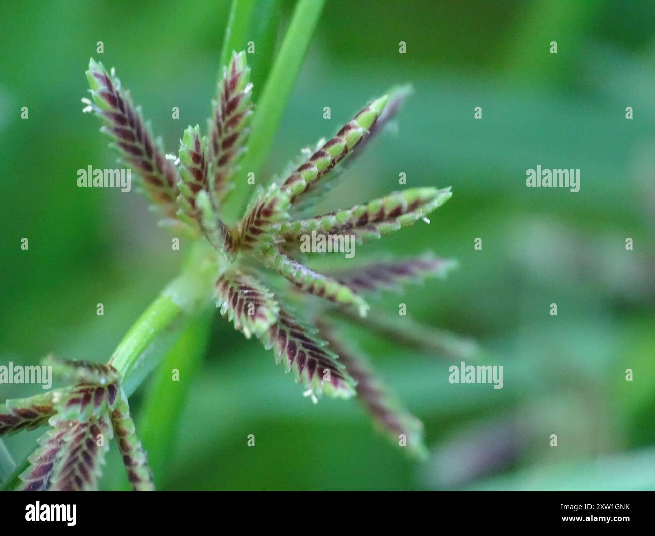 Brown Flatsedge (Cyperus fuscus) Plantae Stock Photo - Alamy