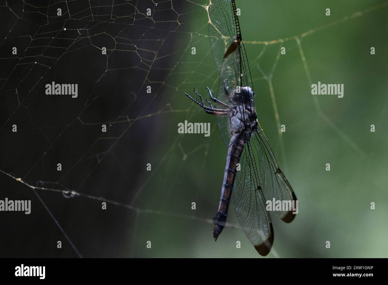 Great Blue Skimmer (Libellula vibrans) Insecta Stock Photo - Alamy