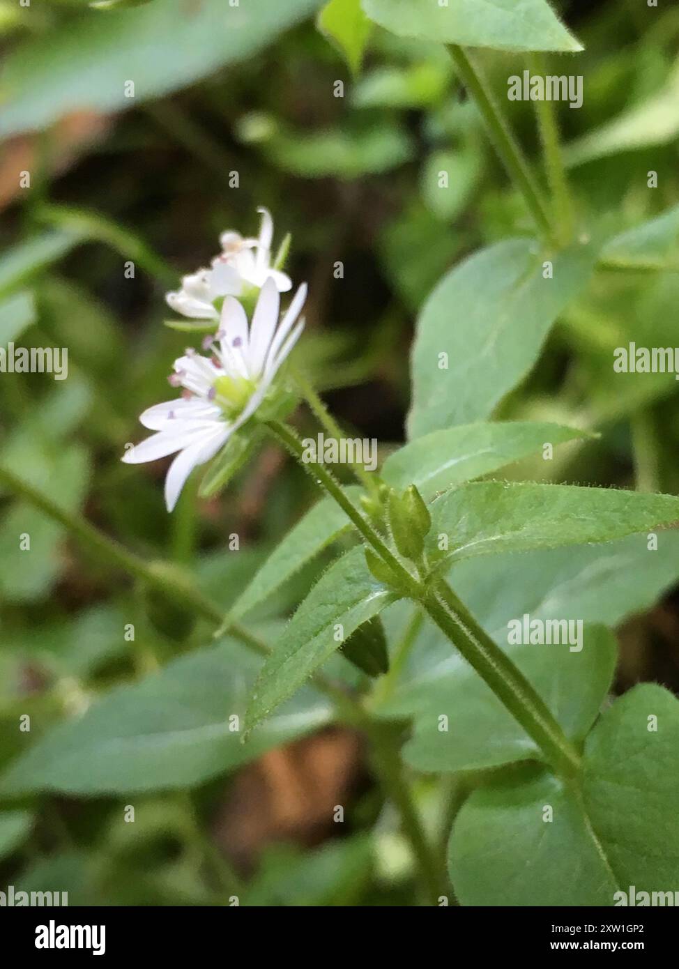 Water Chickweed (Stellaria aquatica) Plantae Stock Photo - Alamy