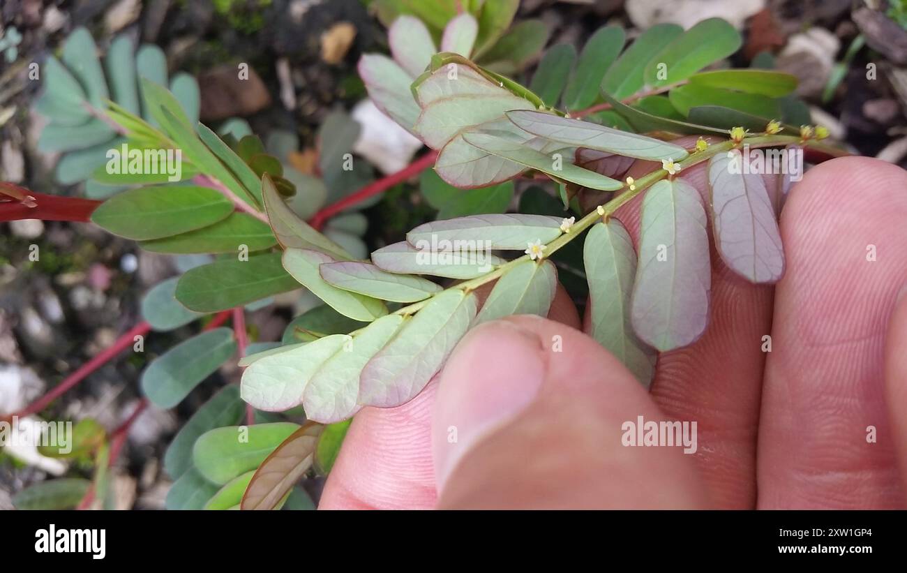 Chamberbitter (Phyllanthus urinaria) Plantae Stock Photo - Alamy