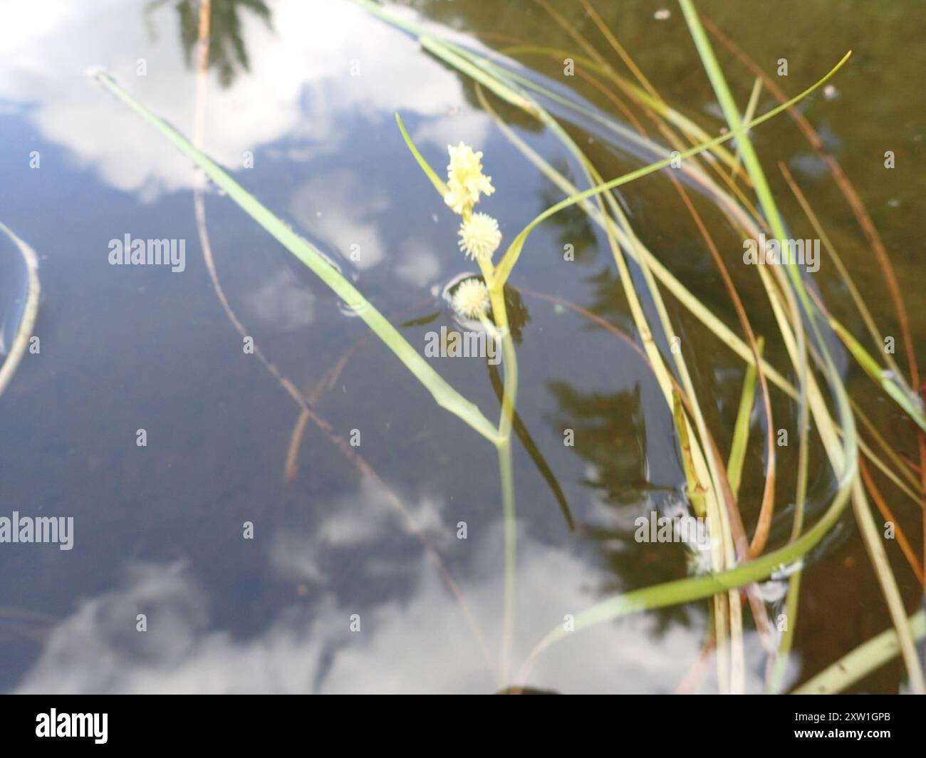 Narrow-leaved Bur-reed (Sparganium angustifolium) Plantae Stock Photo ...