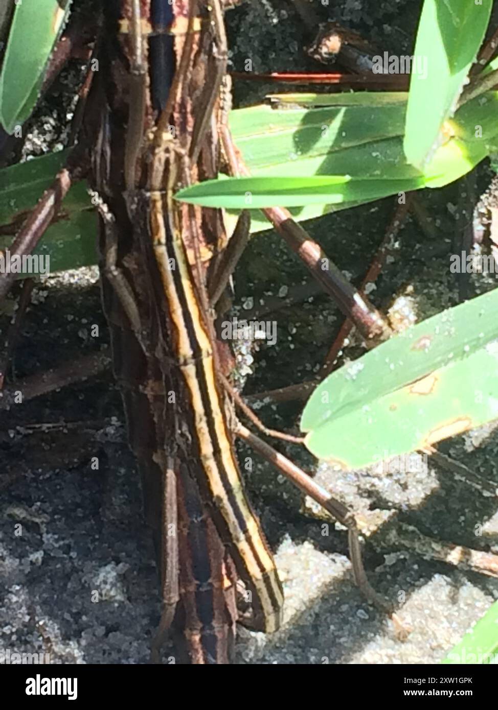Southern Two-striped Walkingstick (Anisomorpha buprestoides) Insecta ...