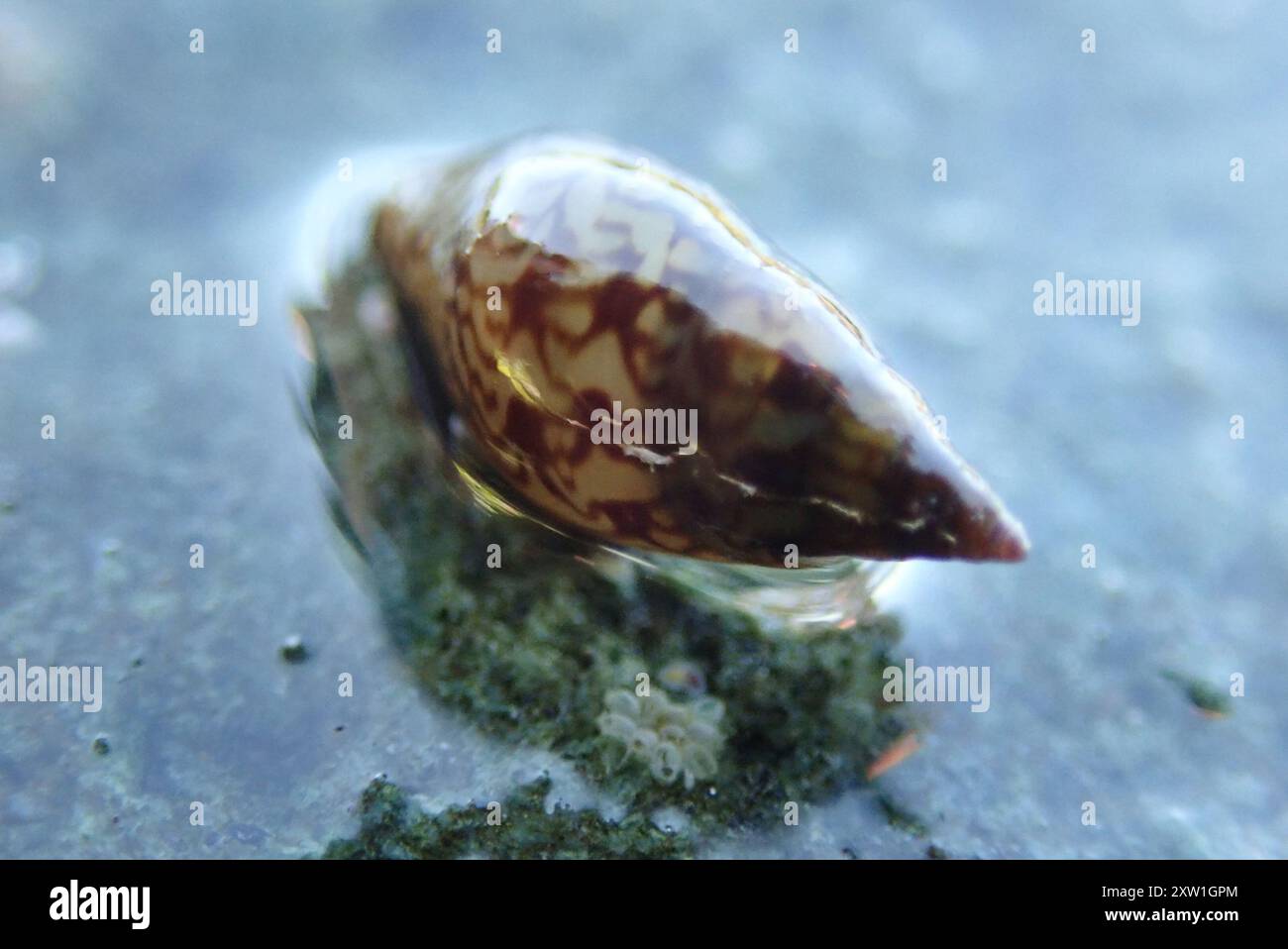 Gastropods (Gastropoda) Mollusca Stock Photo - Alamy