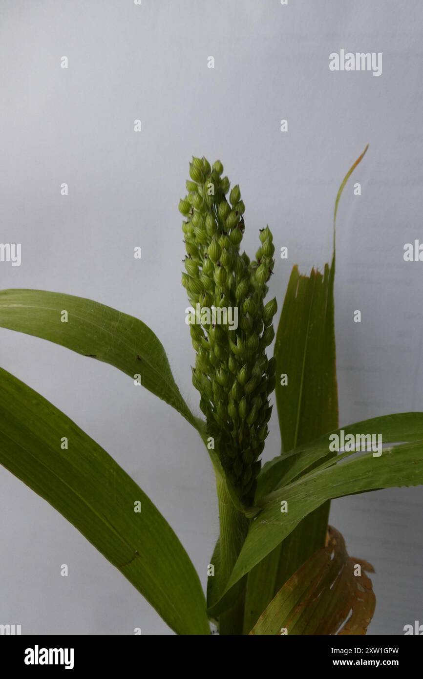 Proso Millet (Panicum miliaceum) Plantae Stock Photo - Alamy