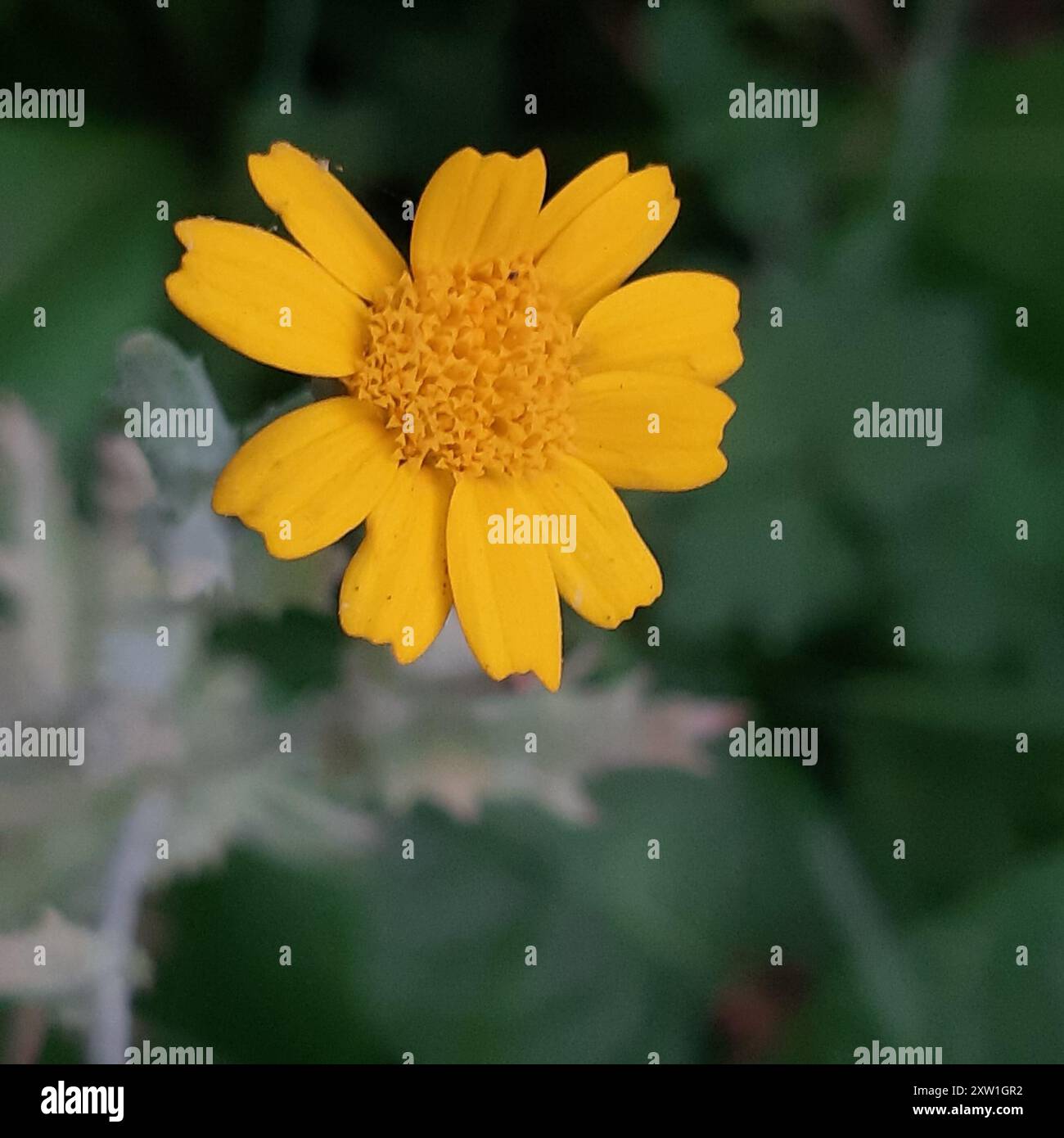 Corn Marigold (Glebionis segetum) Plantae Stock Photo - Alamy