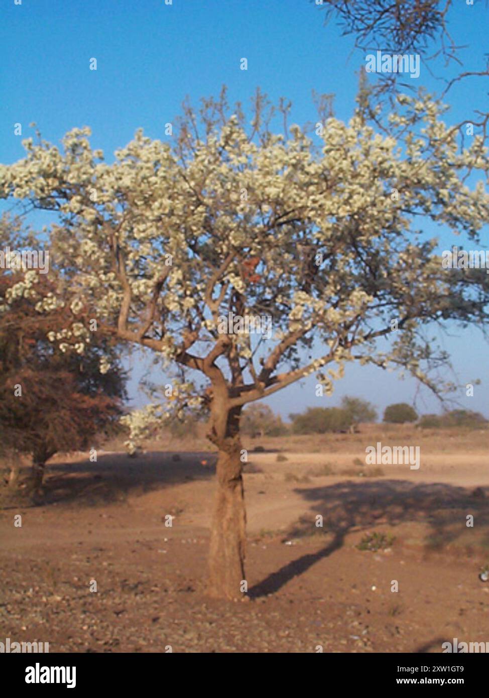 South African Wild Pear (Dombeya rotundifolia) Plantae Stock Photo - Alamy