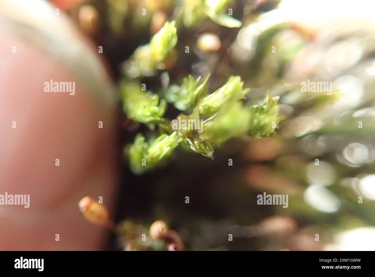 Yellow Fringe-moss (Racomitrium aciculare) Plantae Stock Photo - Alamy