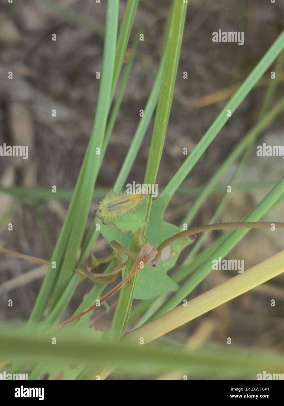 Mottled Tortoise Beetle (Deloyala guttata) Insecta Stock Photo - Alamy