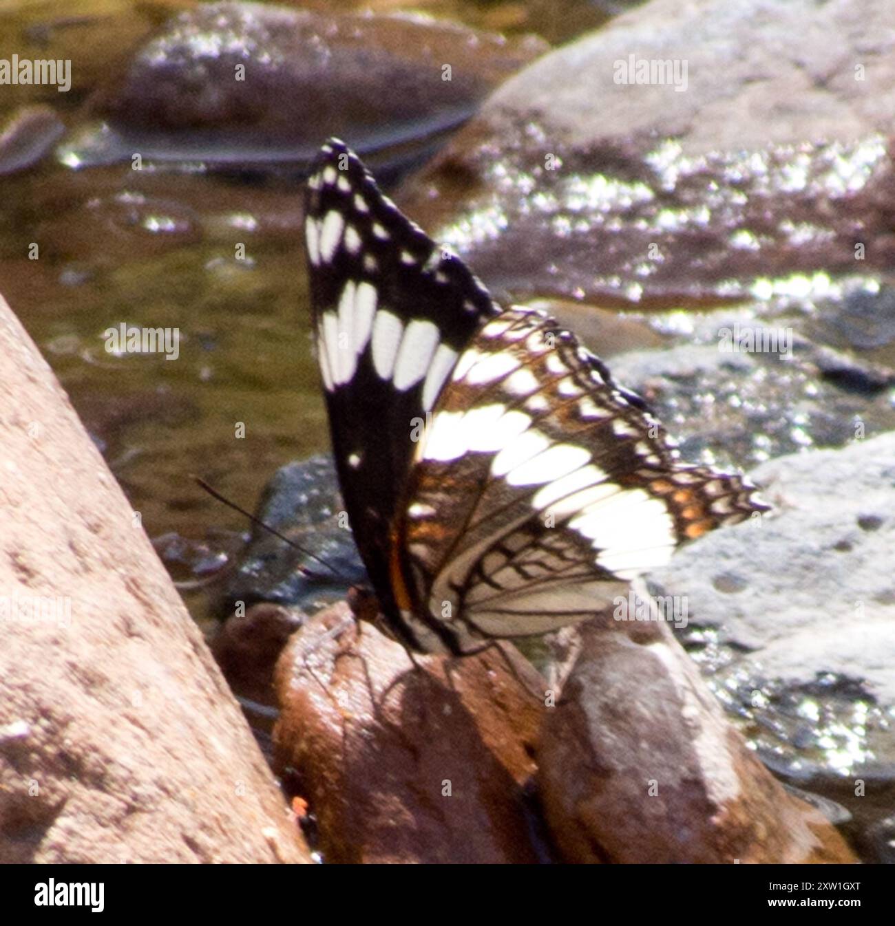 Weidemeyers admiral hi-res stock photography and images - Alamy