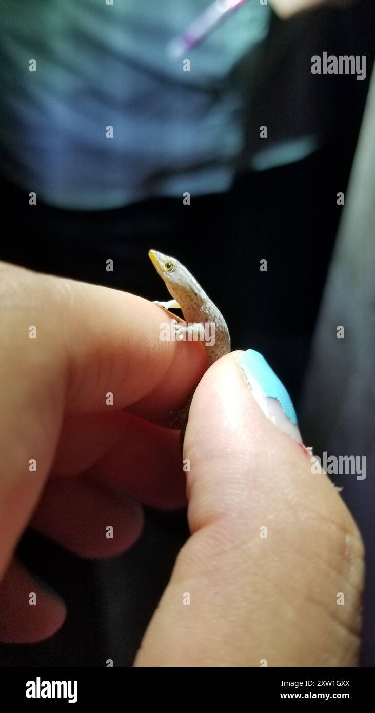 Panama Least Gecko (Sphaerodactylus lineolatus) Reptilia Stock Photo ...