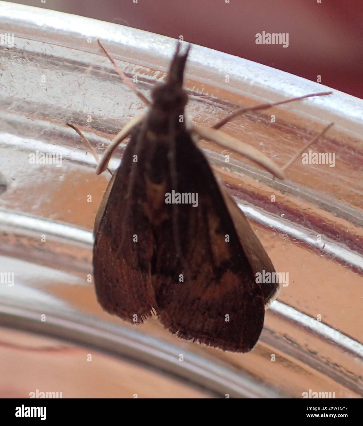 Tree lucerne moth hi-res stock photography and images - Alamy
