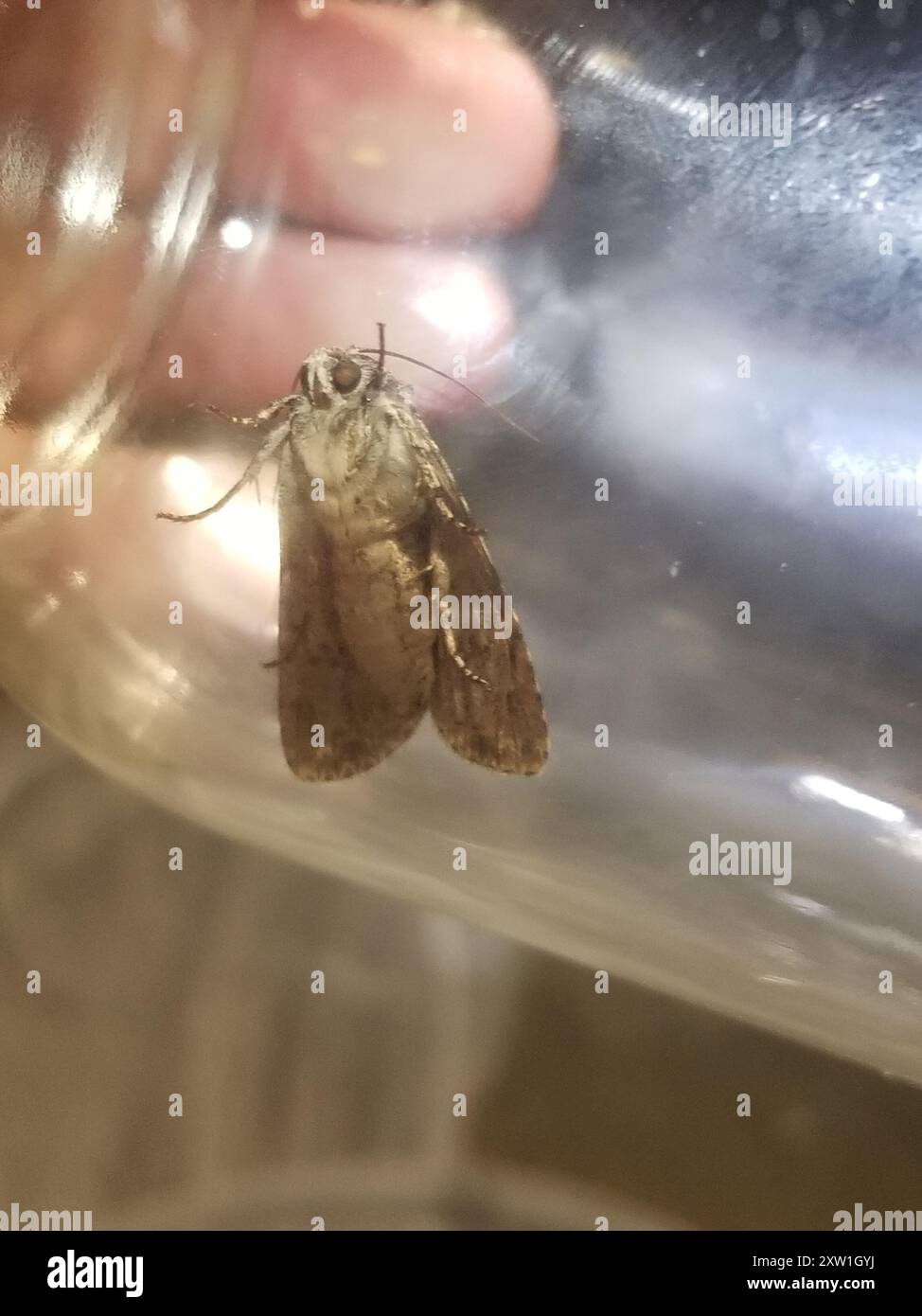 Dagger Moths (Acronicta) Insecta Stock Photo - Alamy