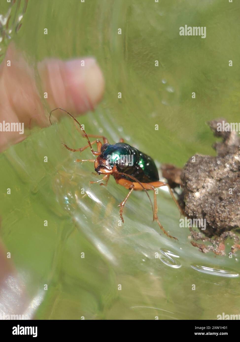 Virginia Metallic Tiger Beetle (Tetracha virginica) Insecta Stock Photo ...