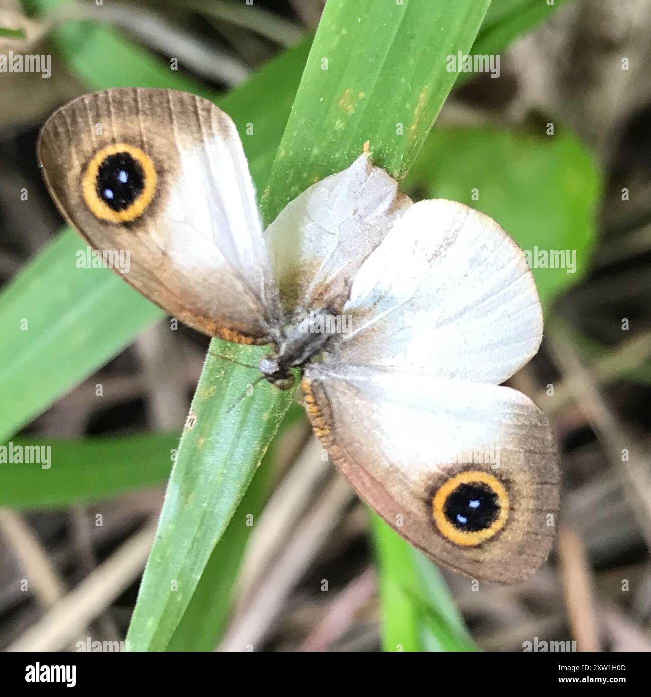 Common Fijian Ringlet (Ypthima sesara) Insecta Stock Photo - Alamy