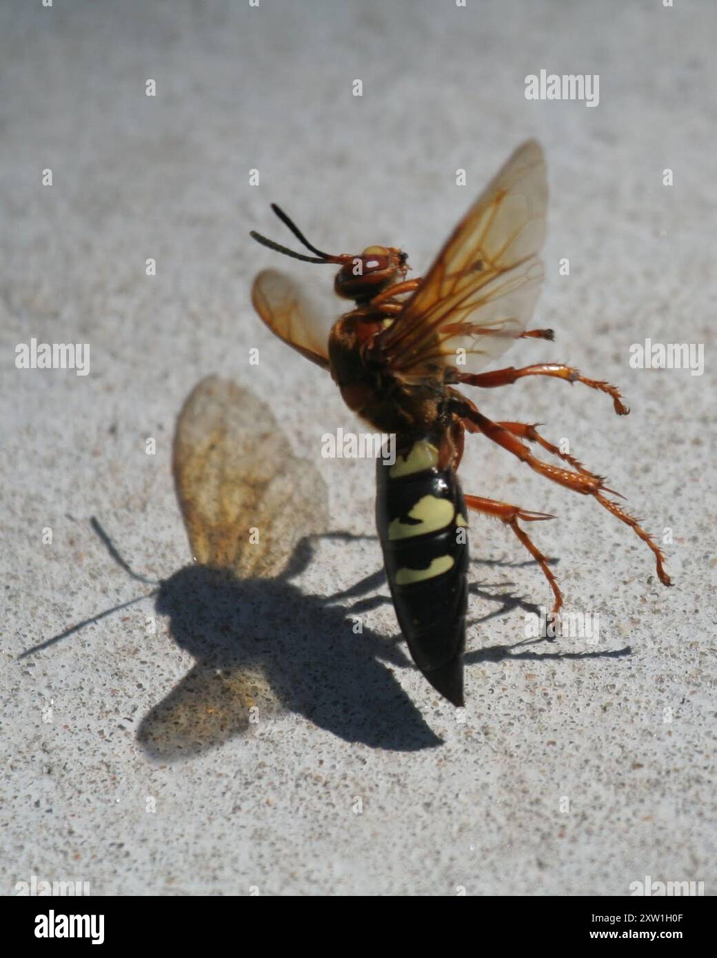 Eastern Cicada-killer Wasp (Sphecius speciosus) Insecta Stock Photo - Alamy