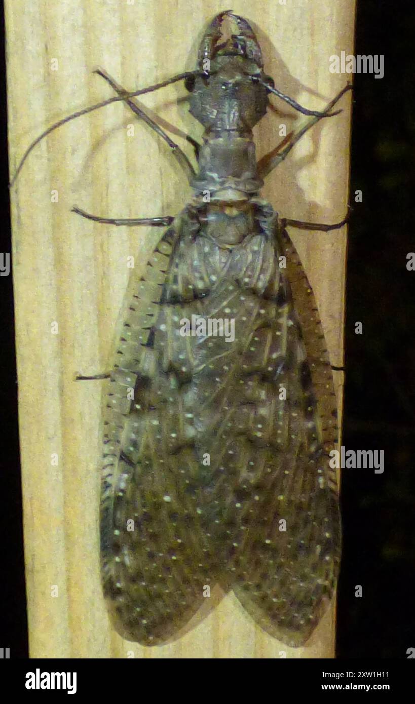 Eastern Dobsonfly (Corydalus cornutus) Insecta Stock Photo - Alamy