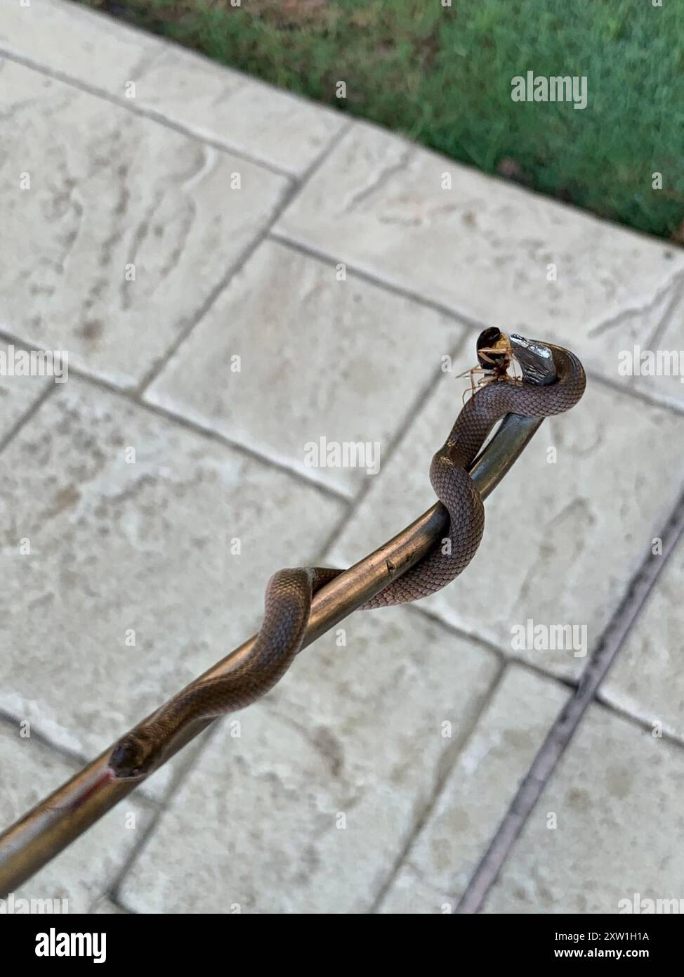 Western Smooth Earthsnake (Virginia valeriae elegans) Reptilia Stock ...
