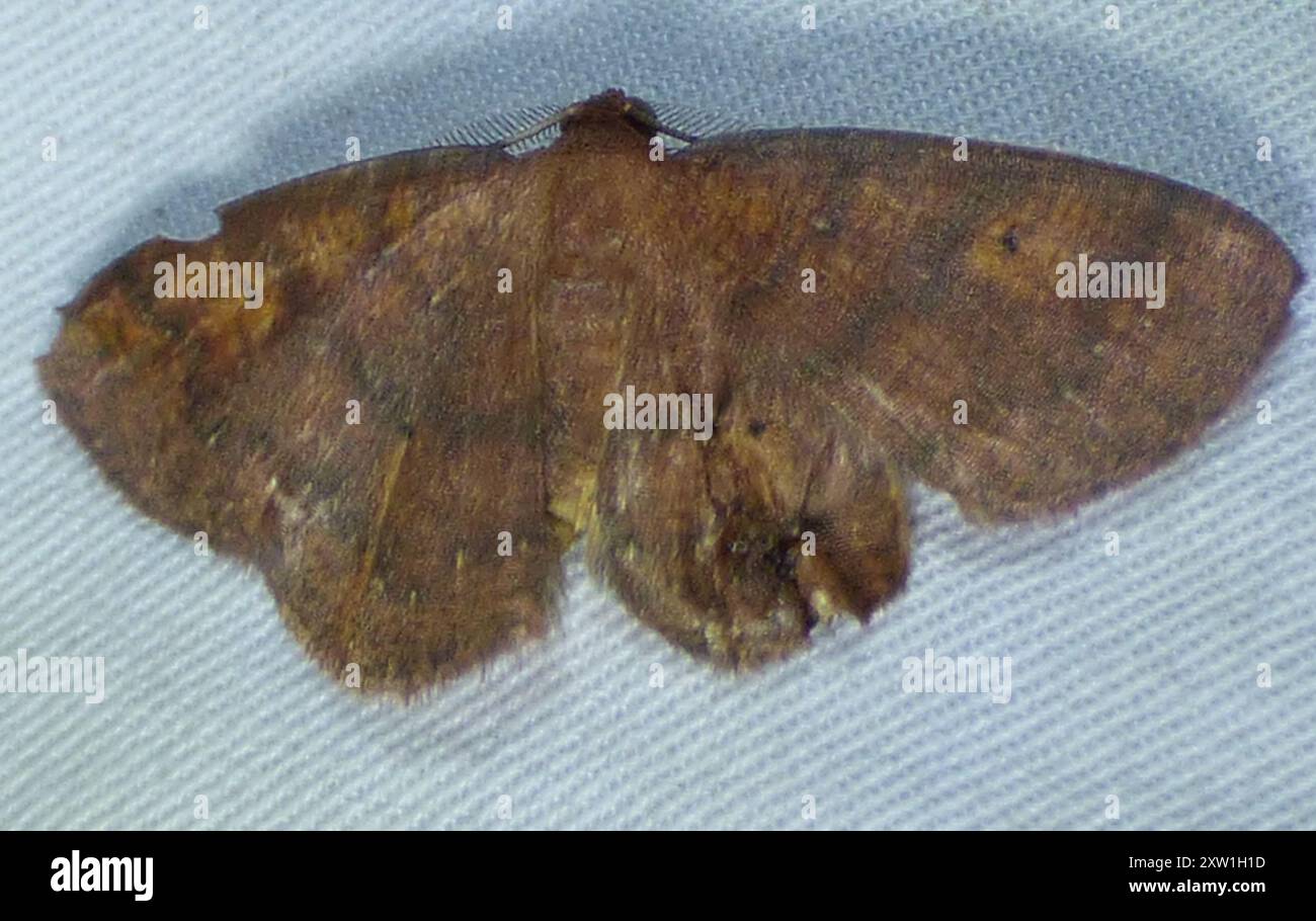 Black-dotted Ruddy Moth (Ilexia intractata) Insecta Stock Photo - Alamy