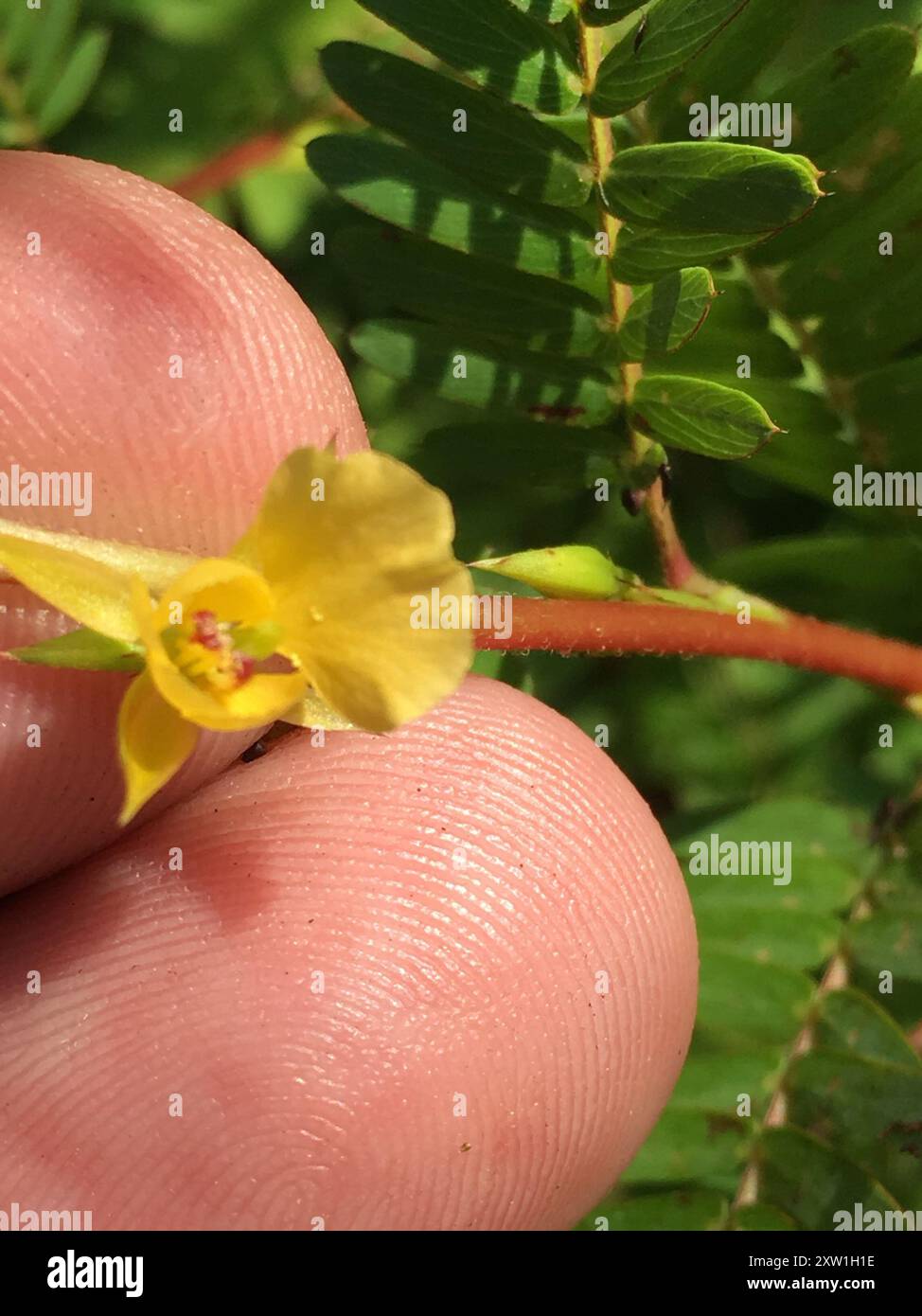 sensitive pea (Chamaecrista nictitans) Plantae Stock Photo - Alamy