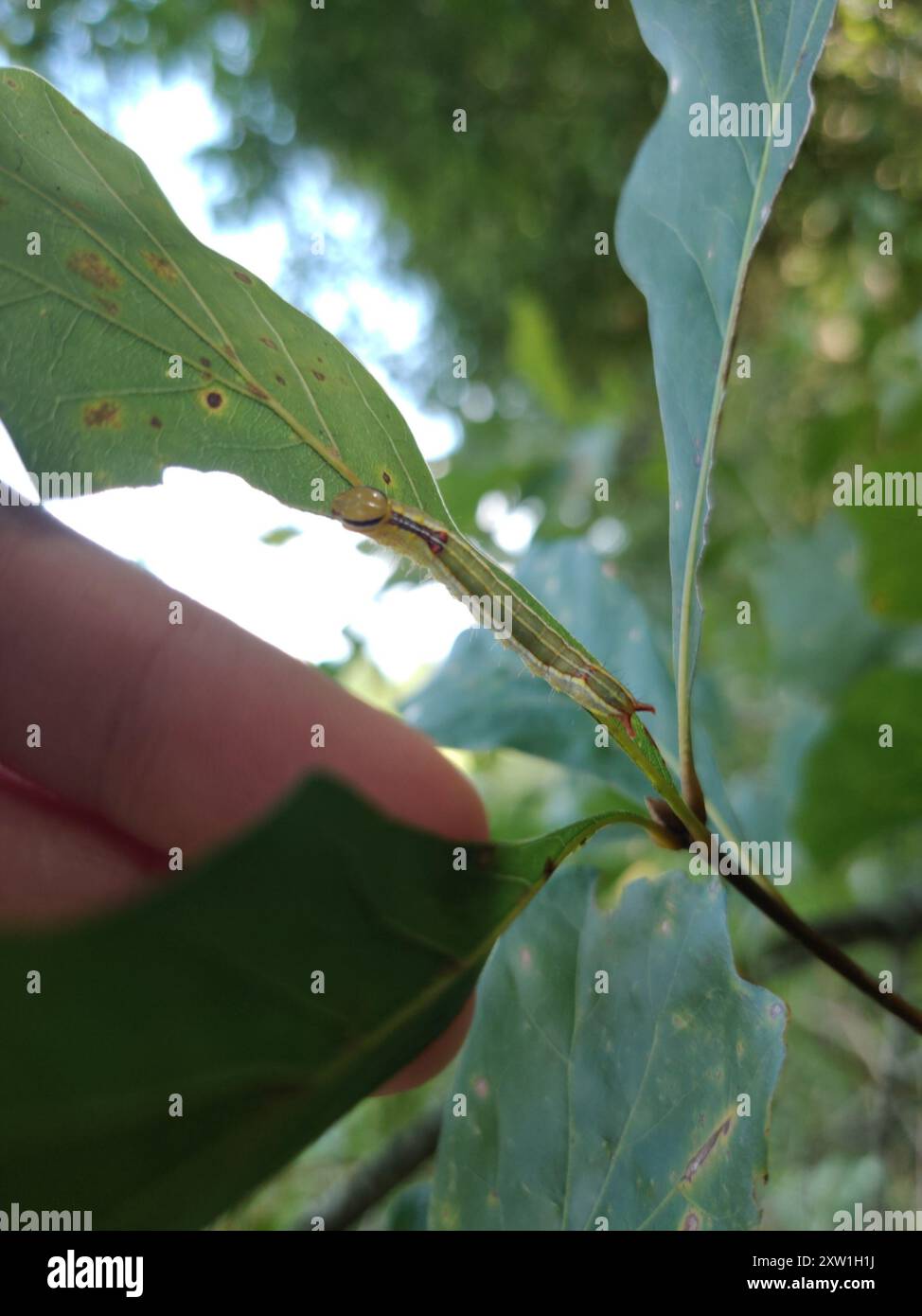 Variable Oakleaf Caterpillar Moth (Lochmaeus manteo) Insecta Stock ...