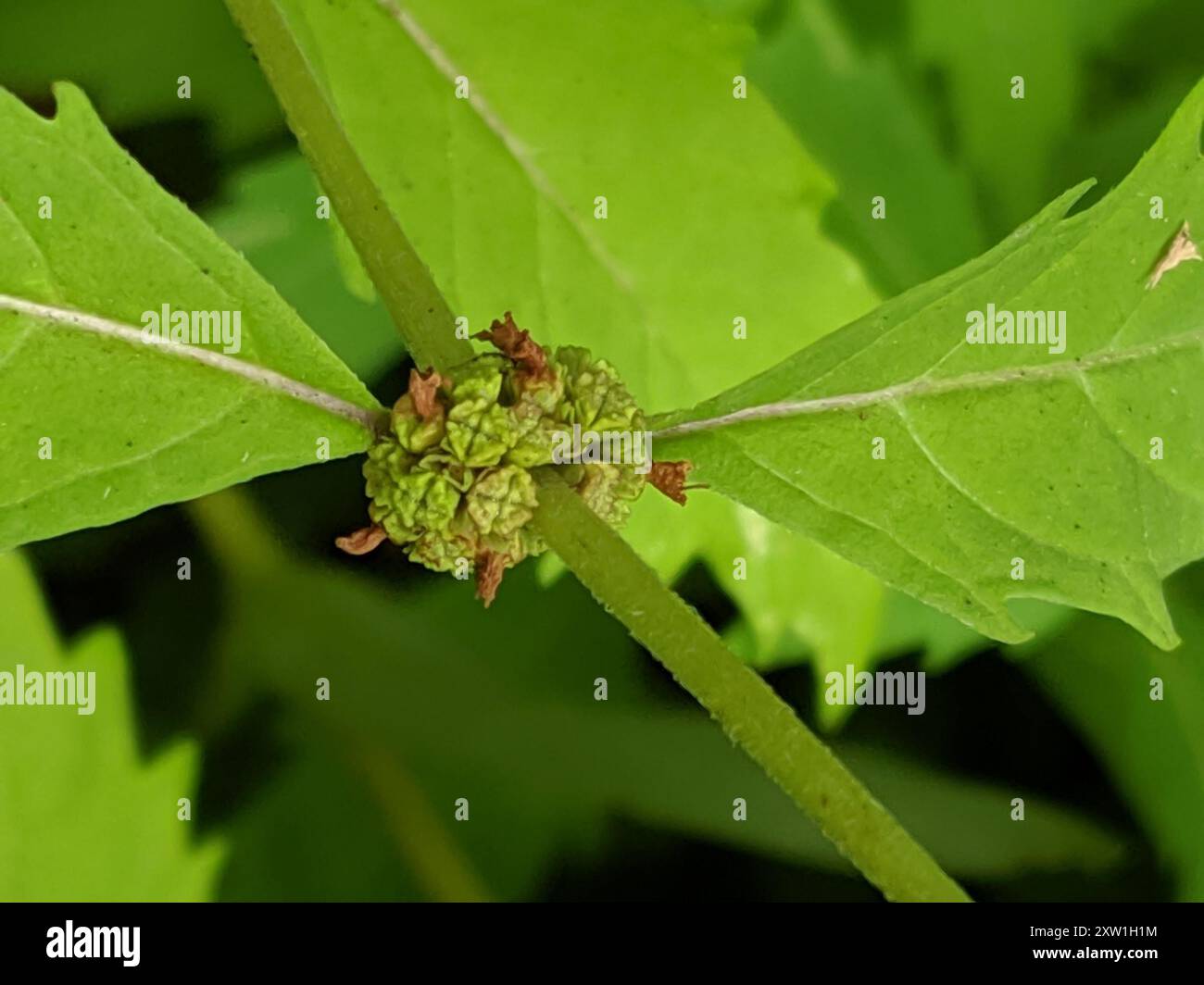 northern bugleweed (Lycopus uniflorus) Plantae Stock Photo - Alamy