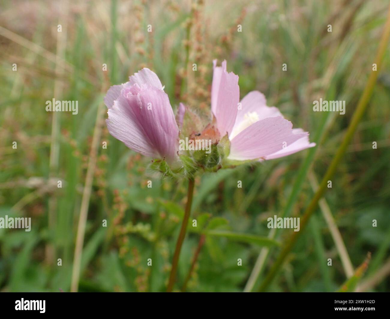 Point Reyes checkerbloom (Sidalcea calycosa rhizomata) Plantae Stock ...