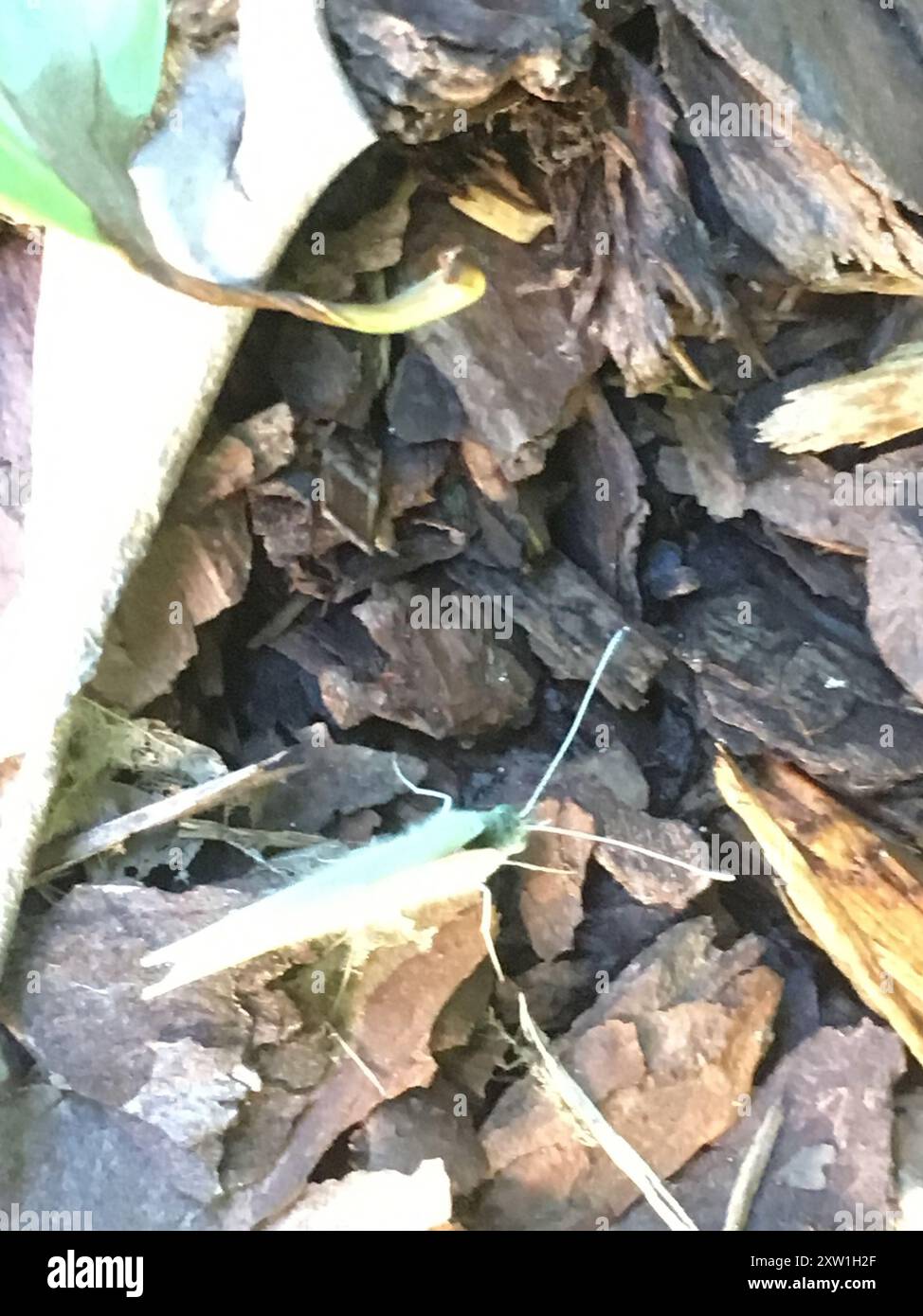 Garden Whites (Pieris) Insecta Stock Photo - Alamy