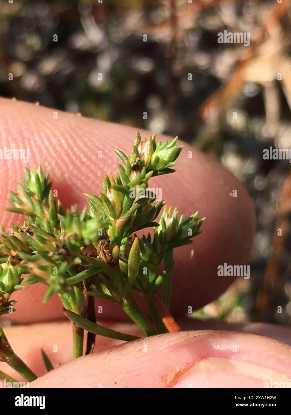 Rust Weed (Polypremum procumbens) Plantae Stock Photo - Alamy