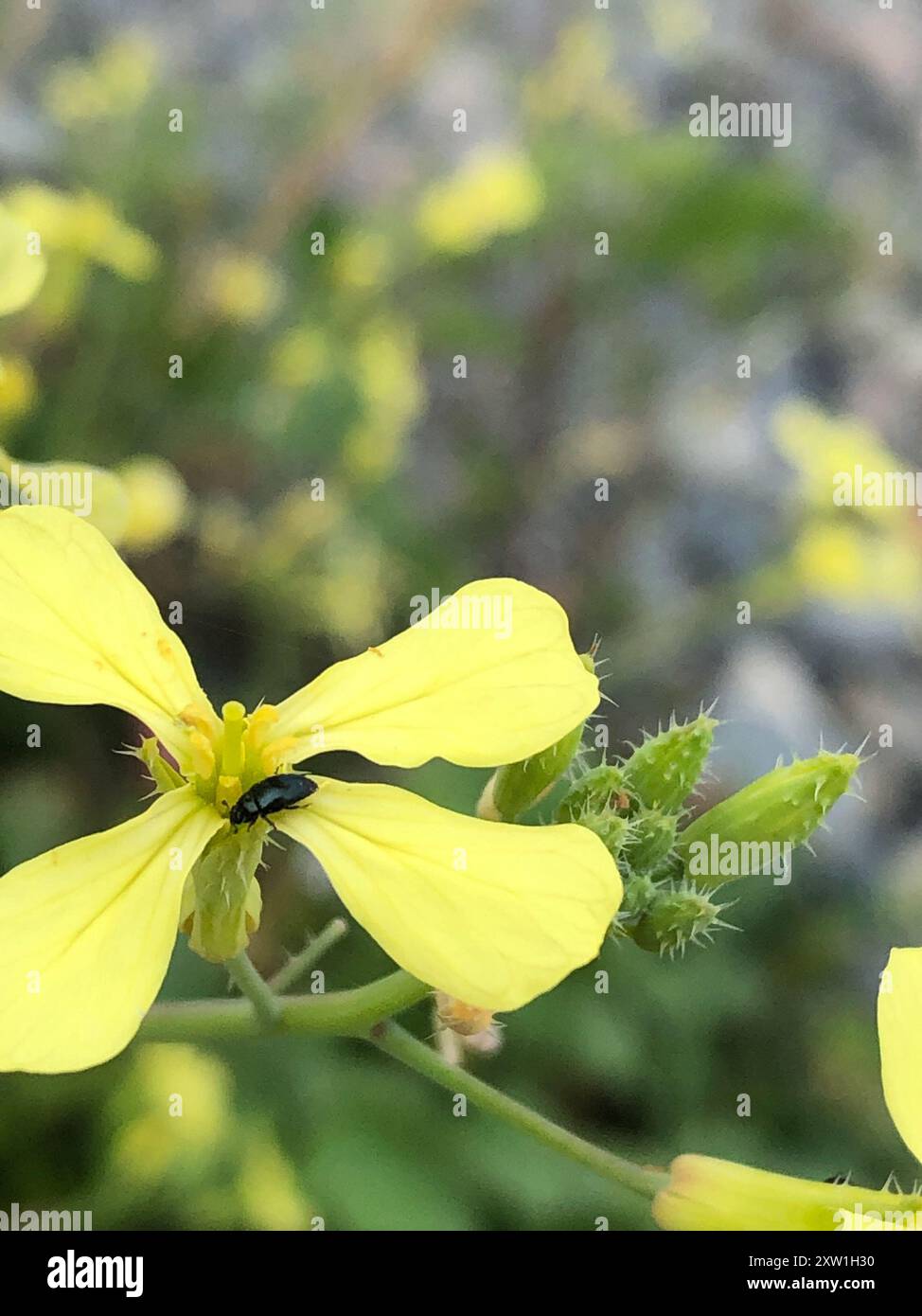 Jointed Charlock (Raphanus raphanistrum) Plantae Stock Photo - Alamy