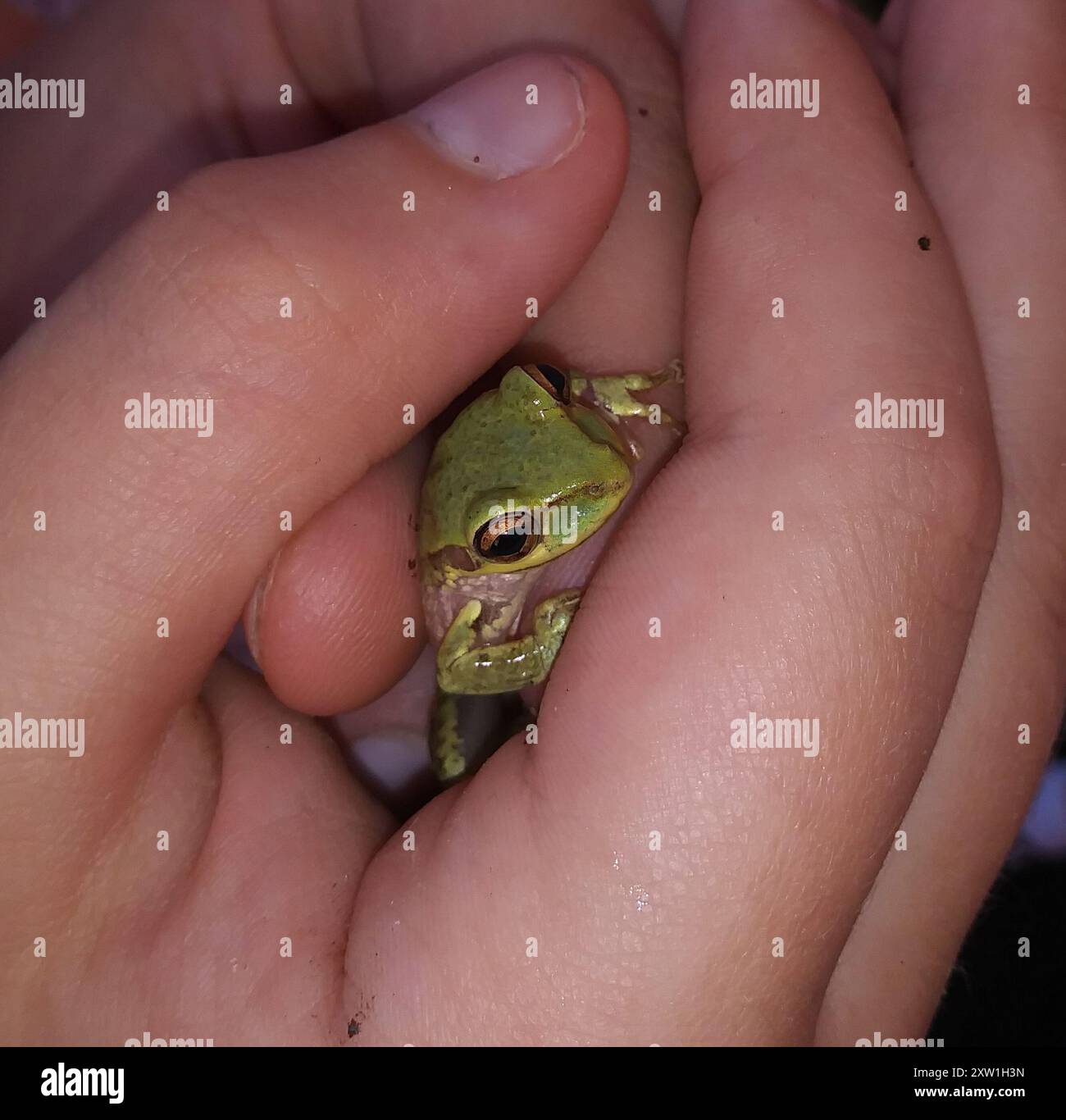 Cuban Tree Frog (Osteopilus septentrionalis) Amphibia Stock Photo - Alamy