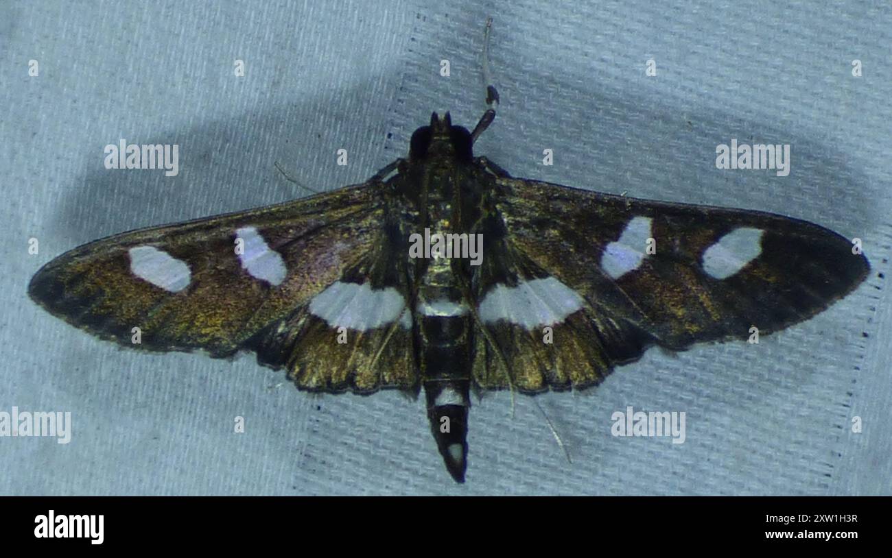 Grape Leaffolder Moth (Desmia funeralis) Insecta Stock Photo - Alamy