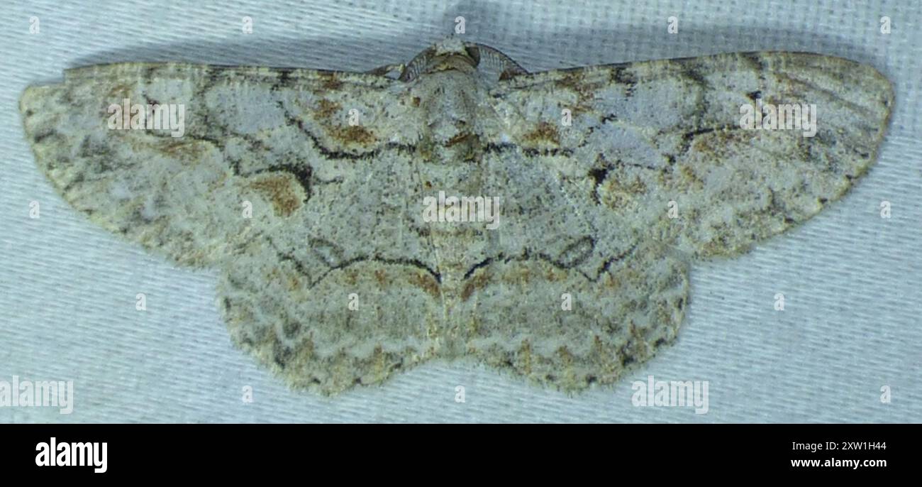 Brown-shaded Gray (Iridopsis defectaria) Insecta Stock Photo - Alamy