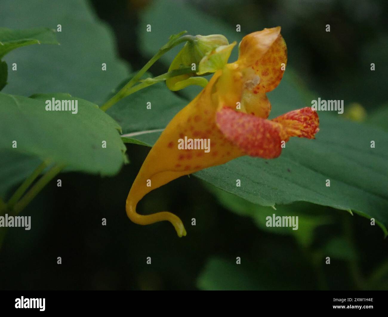 common jewelweed (Impatiens capensis) Plantae Stock Photo - Alamy