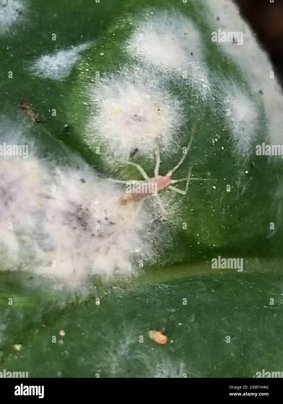 True Bugs, Hoppers, Aphids, and allies (Hemiptera) Insecta Stock Photo ...