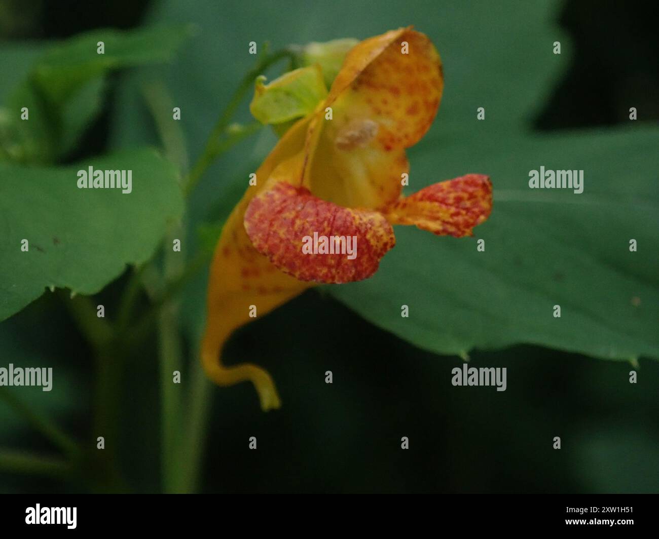 common jewelweed (Impatiens capensis) Plantae Stock Photo - Alamy