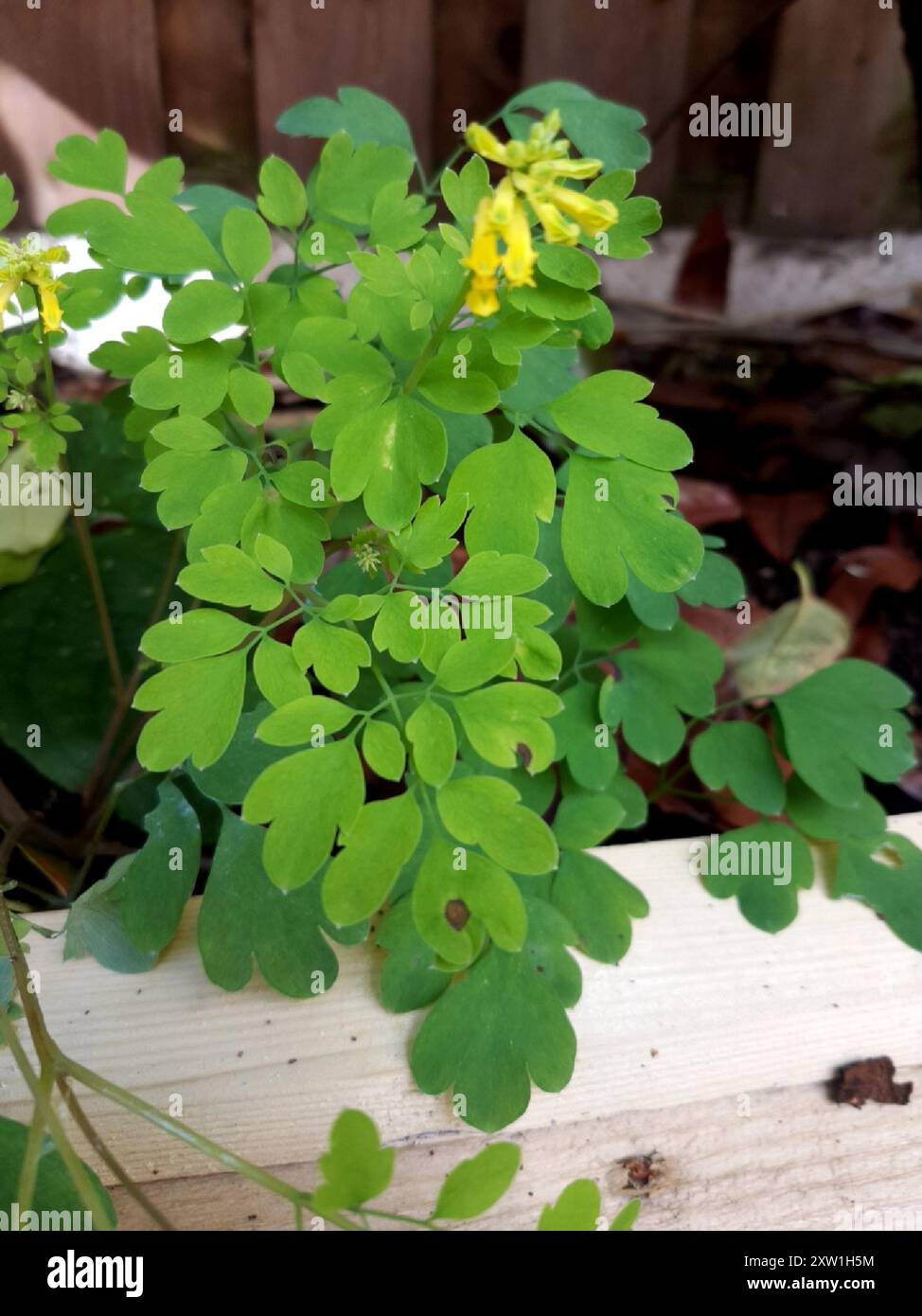 Yellow Fumitory (Pseudofumaria lutea) Plantae Stock Photo - Alamy