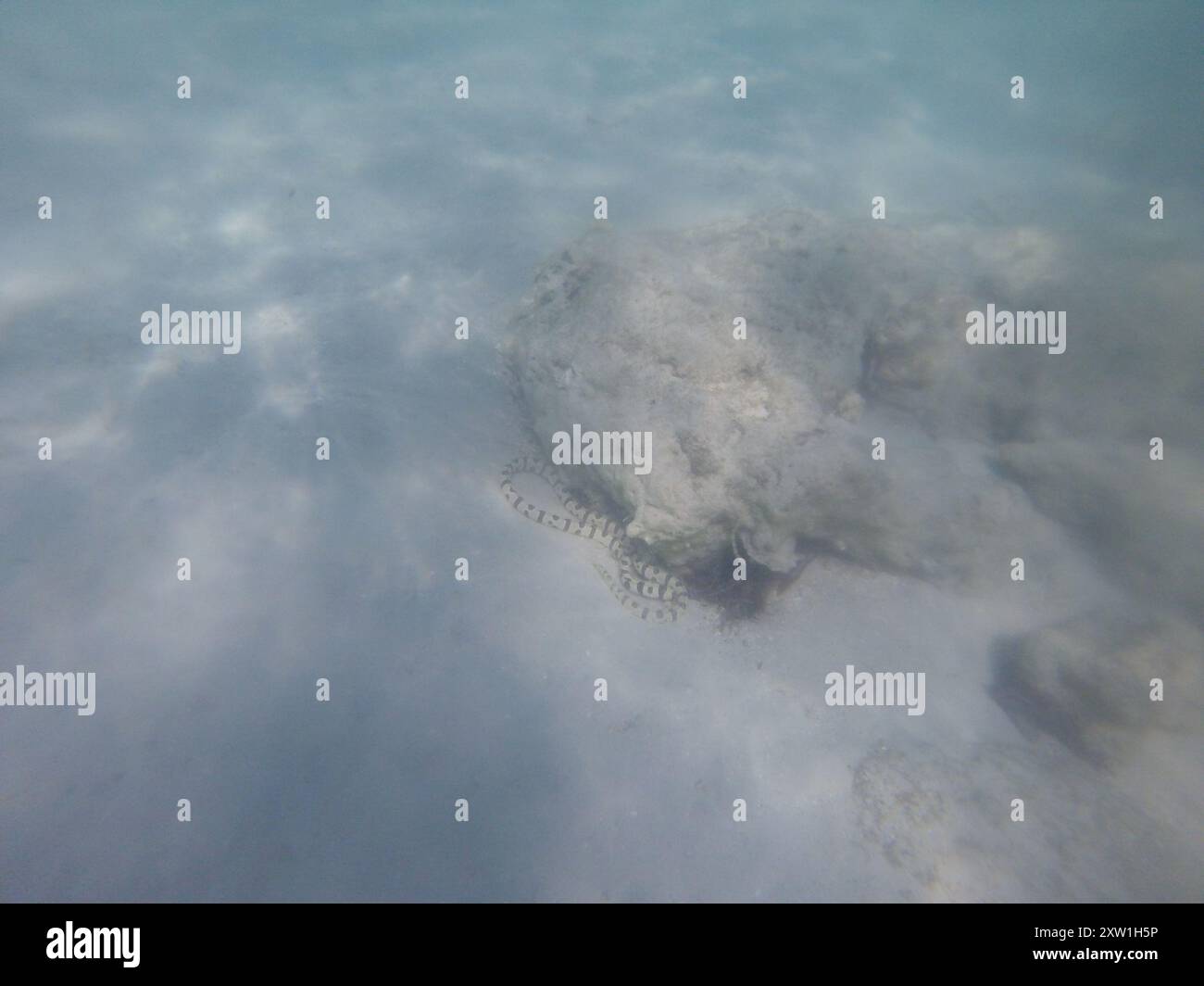 Banded Snake Eel (Myrichthys colubrinus) Actinopterygii Stock Photo - Alamy