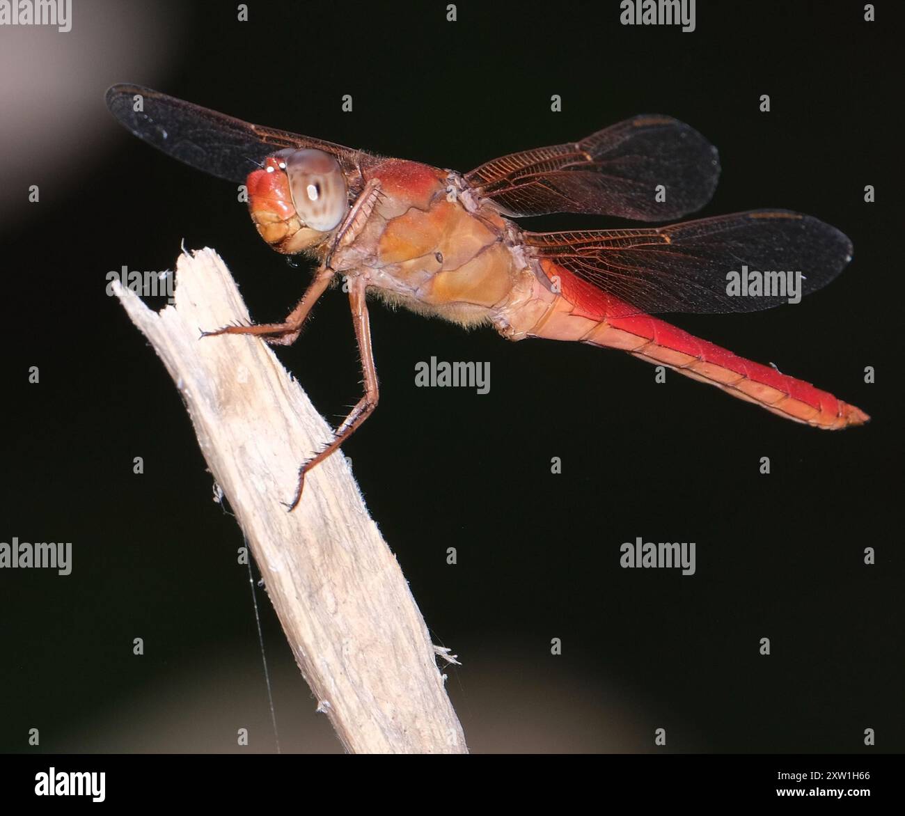 Neon Skimmer (Libellula croceipennis) Insecta Stock Photo - Alamy
