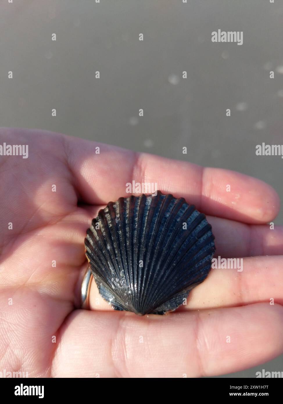 Atlantic Bay Scallop (Argopecten irradians) Mollusca Stock Photo - Alamy