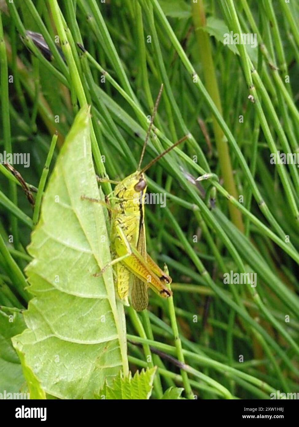 Leek Grasshopper (Mecostethus parapleurus) Insecta Stock Photo - Alamy