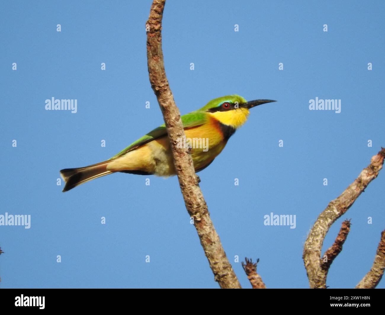Little Bee-eater (Merops pusillus) Aves Stock Photo - Alamy