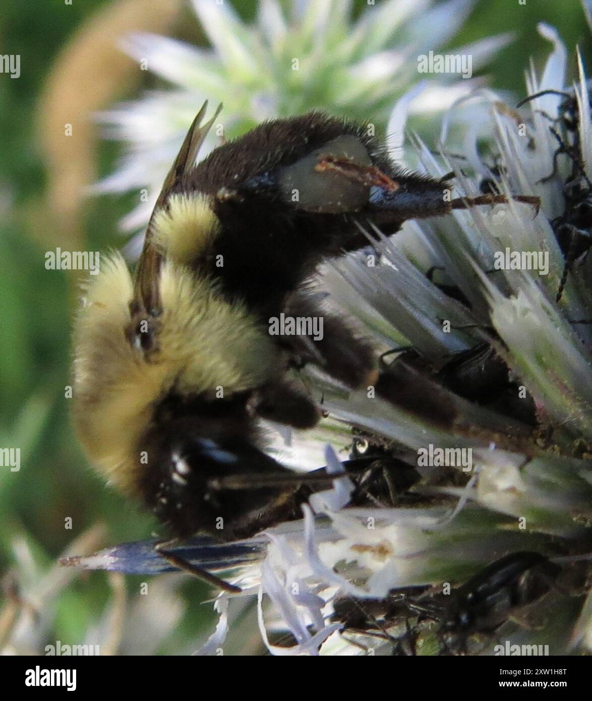 Common Eastern Bumble Bee (Bombus impatiens) Insecta Stock Photo - Alamy