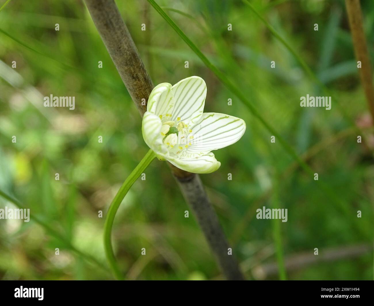 fen grass of Parnassus (Parnassia glauca) Plantae Stock Photo - Alamy