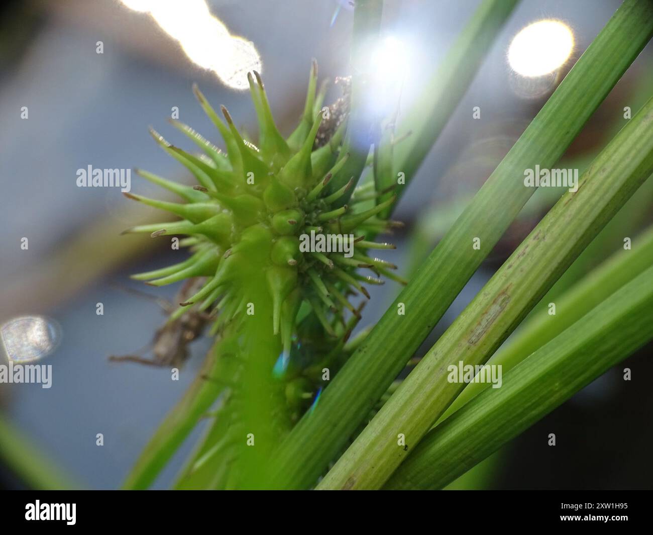 American bur-reed (Sparganium americanum) Plantae Stock Photo - Alamy