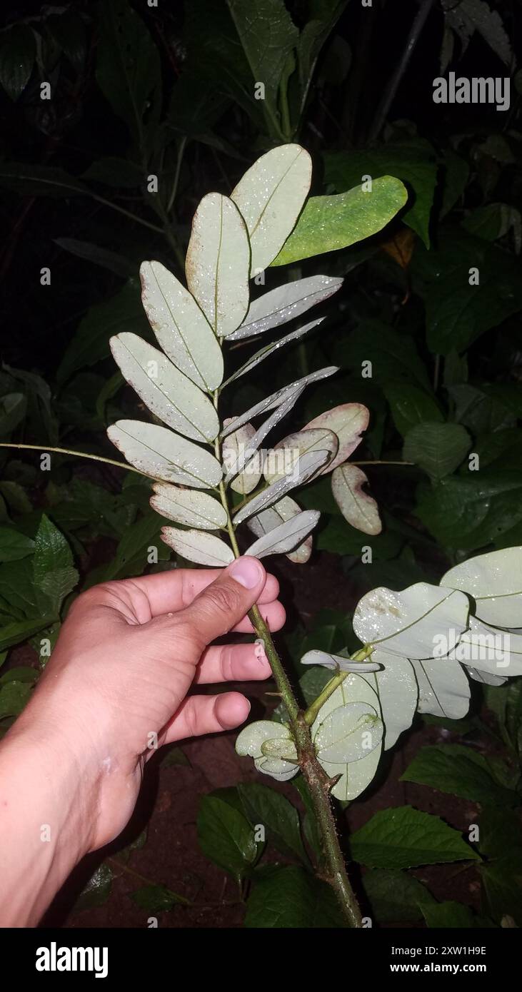 Machaeriums (Machaerium) Plantae Stock Photo - Alamy