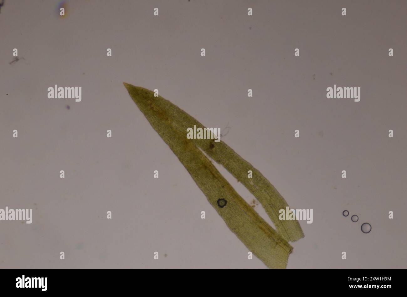 joint-toothed mosses (Bryopsida) Plantae Stock Photo - Alamy