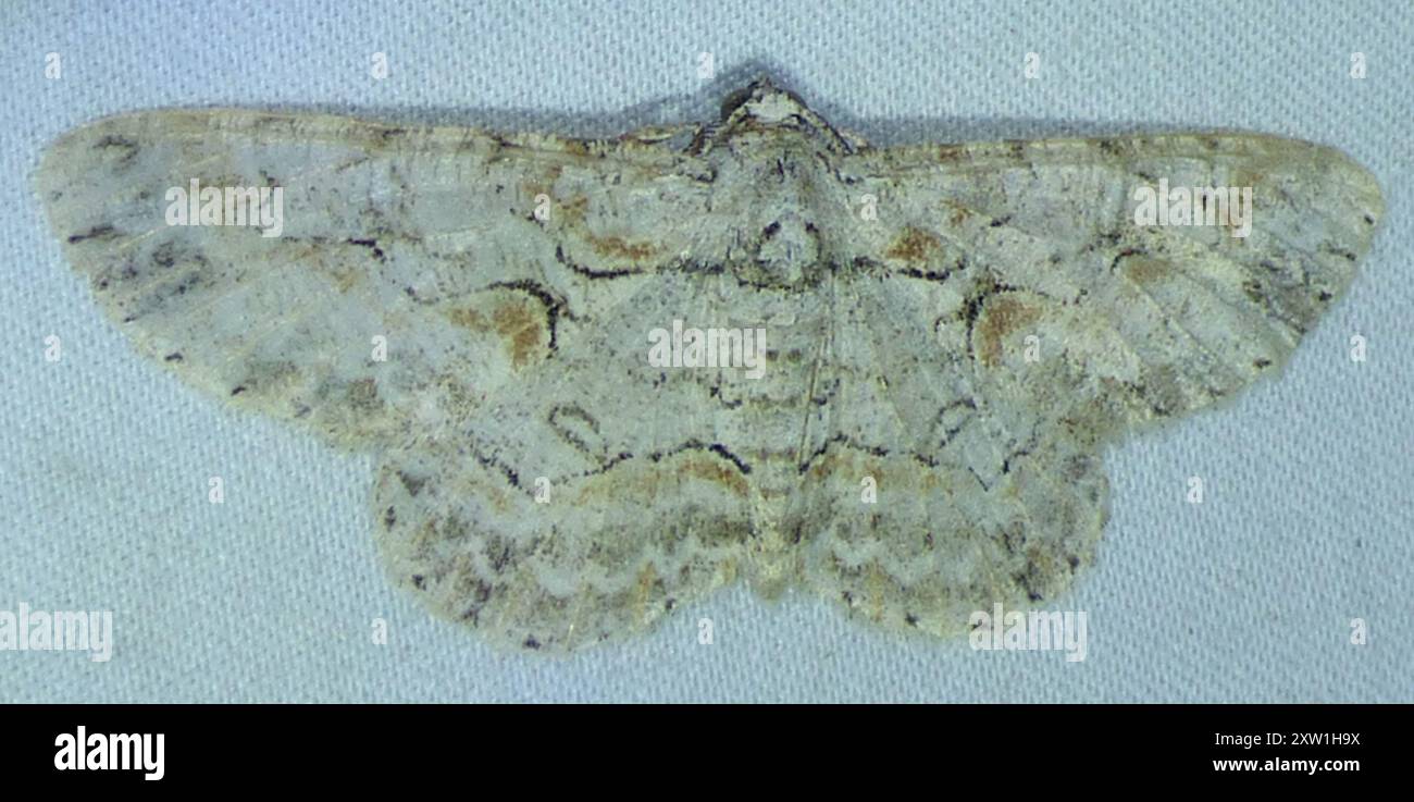 Brown-shaded Gray (Iridopsis defectaria) Insecta Stock Photo - Alamy