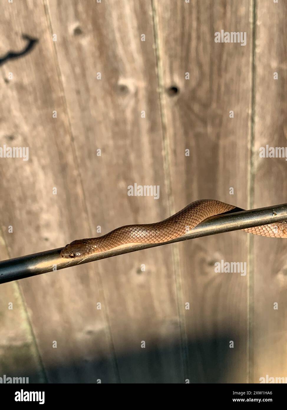 Western Smooth Earthsnake (Virginia valeriae elegans) Reptilia Stock ...