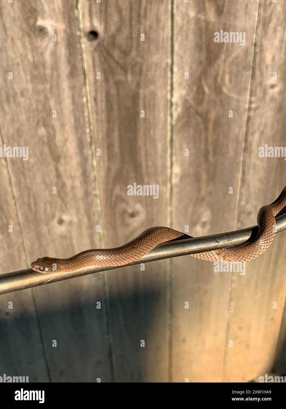 Western Smooth Earthsnake (Virginia valeriae elegans) Reptilia Stock ...